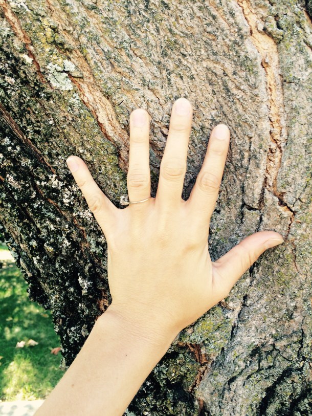 Why You Need to Touch (or Hug) a Tree Today | Learning Lab Consulting